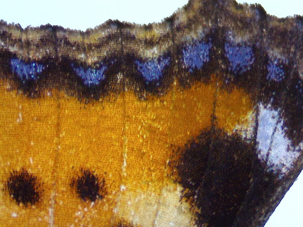 蔡司Stemi 355——配备集成式照明的紧凑型体视显微镜