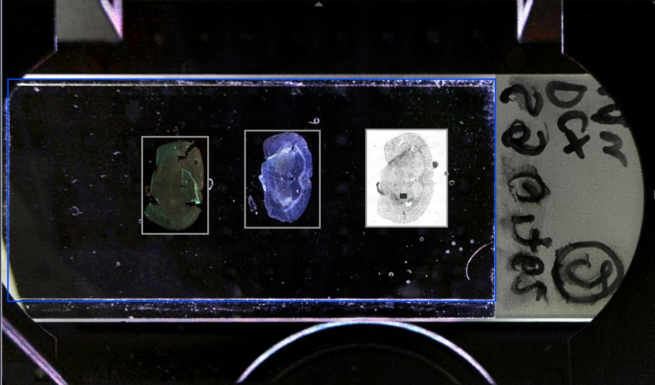 蔡司AI Sample Finder：自动样品识别助力高效成像