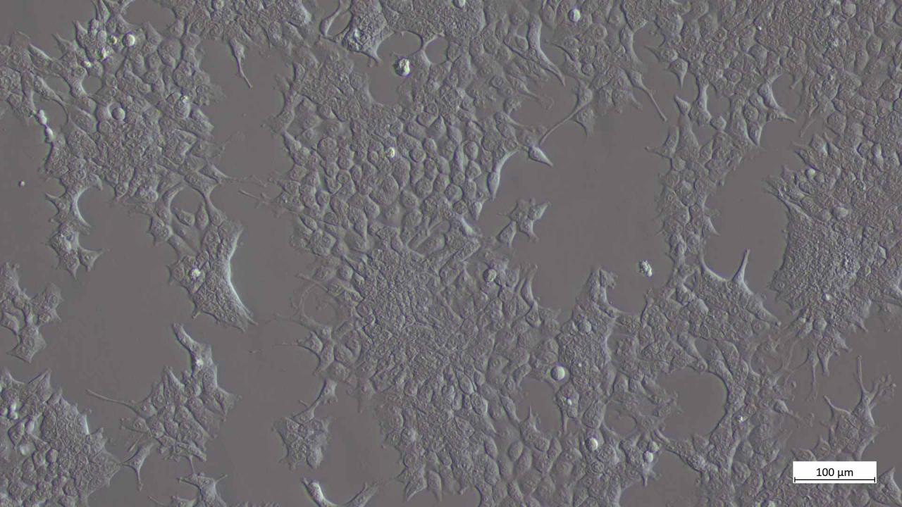 蔡司Axiovert 5——用于细胞培养和研究的显微镜