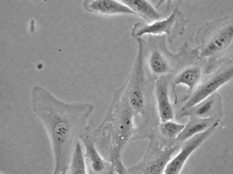 蔡司Axiovert 5——用于细胞培养和研究的显微镜