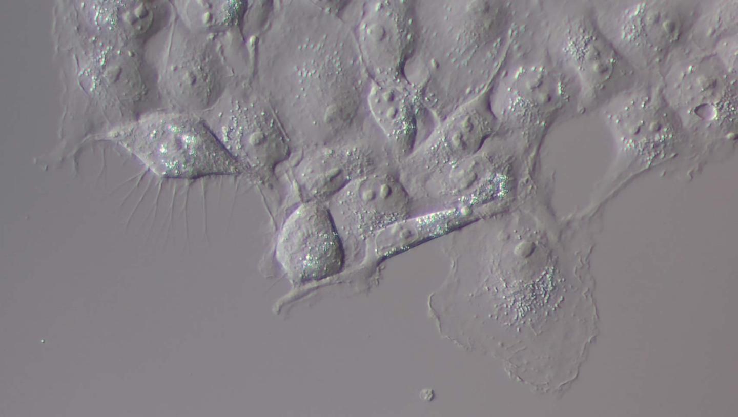 蔡司Axiovert 5——用于细胞培养和研究的显微镜