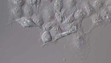 蔡司Axiovert 5——用于细胞培养和研究的显微镜