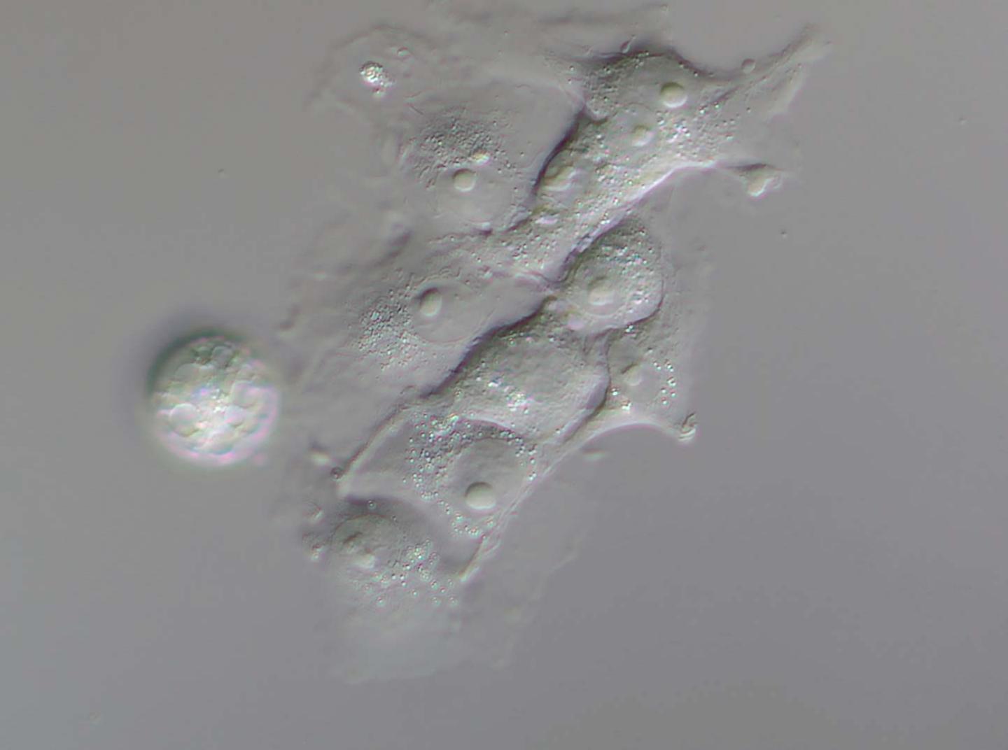 蔡司Axiovert 5——用于细胞培养和研究的显微镜