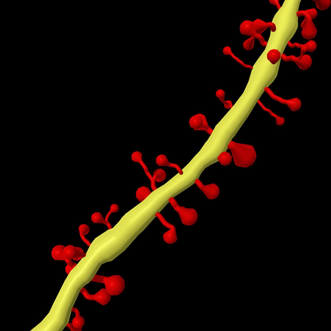 蔡司arivis Pro软件