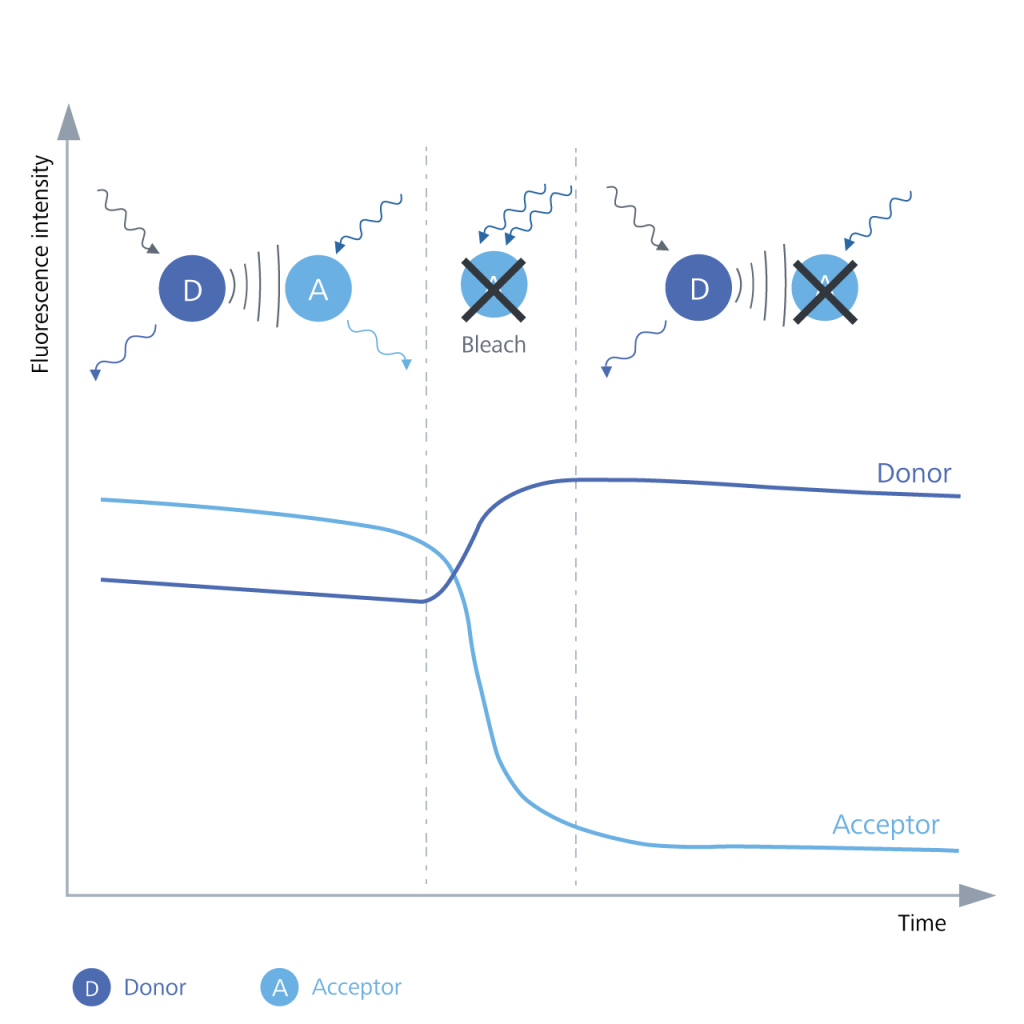 分子定量工具包 | 蔡司